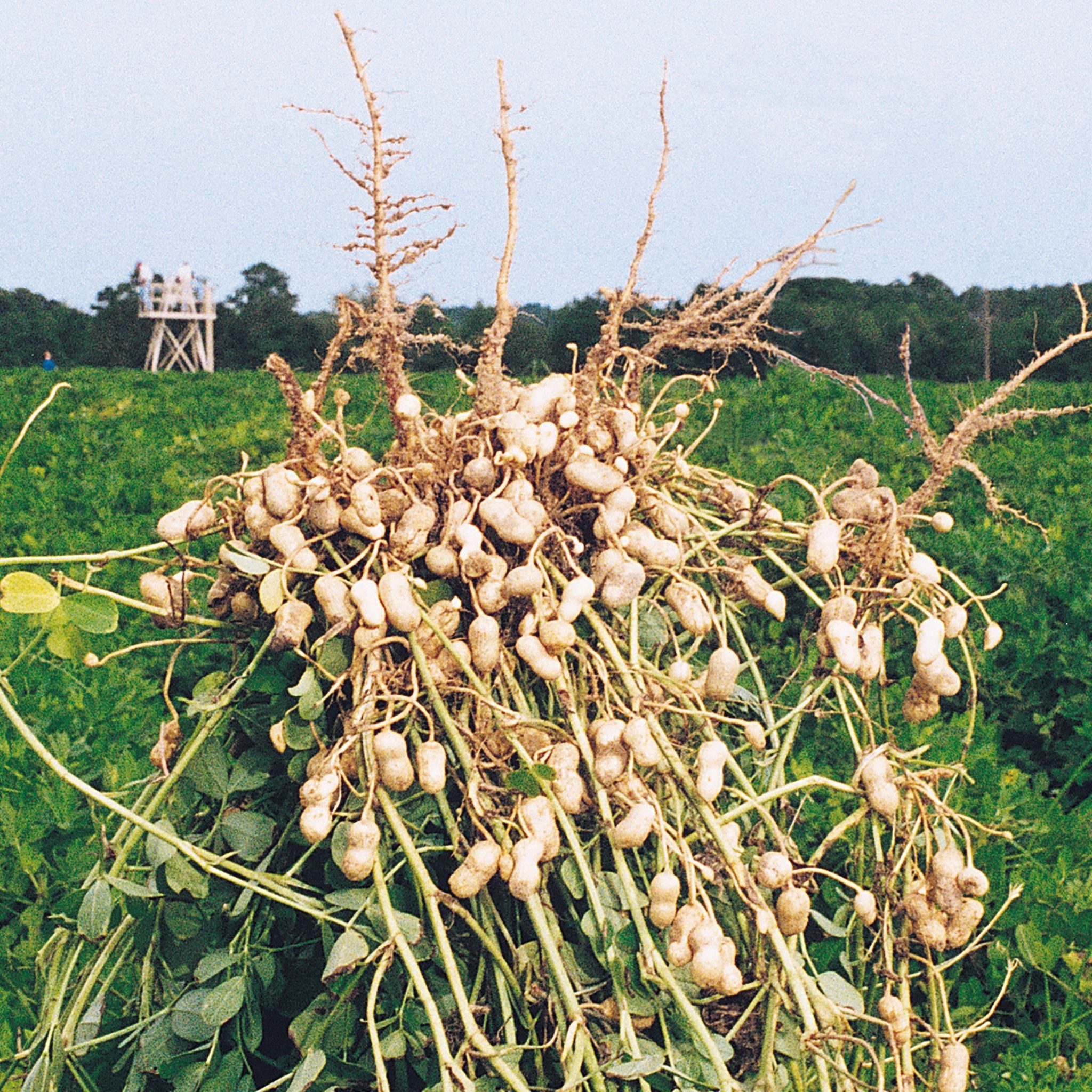 Peanuts | Fisher Foodservice